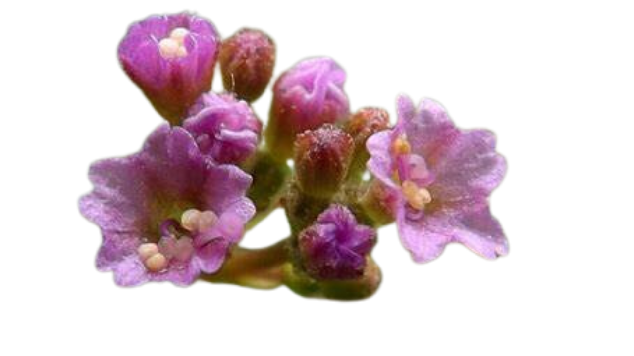 Punarnava (Boerhaavia diffusa): Known for its diuretic and anti ...